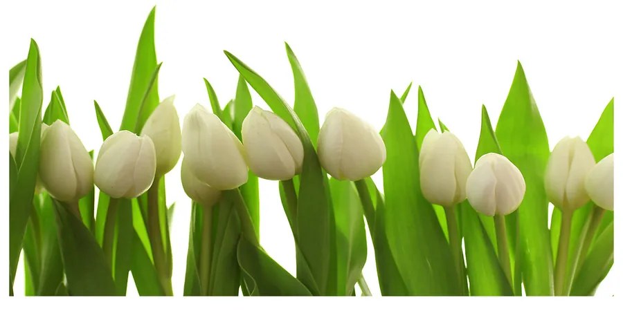 Wallmuralia Foto obraz akrylový na stěnu Bílé tulipány 140x70 cm