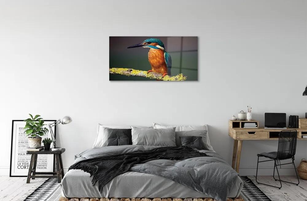 Obraz na skle Barevný pták na větvi 100x50 cm
