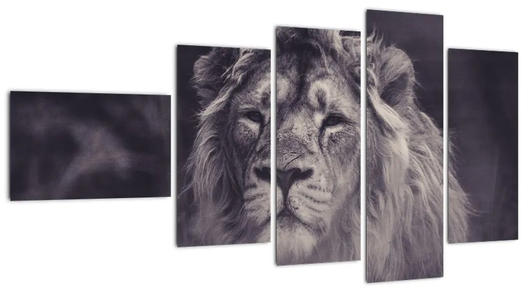 Obraz lva (110x60 cm), 40 dalších rozměrů