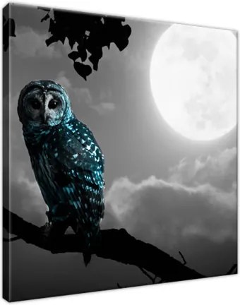 Tištěný obraz Modrá sova a měsíc 30x30cm 2185A_1AI