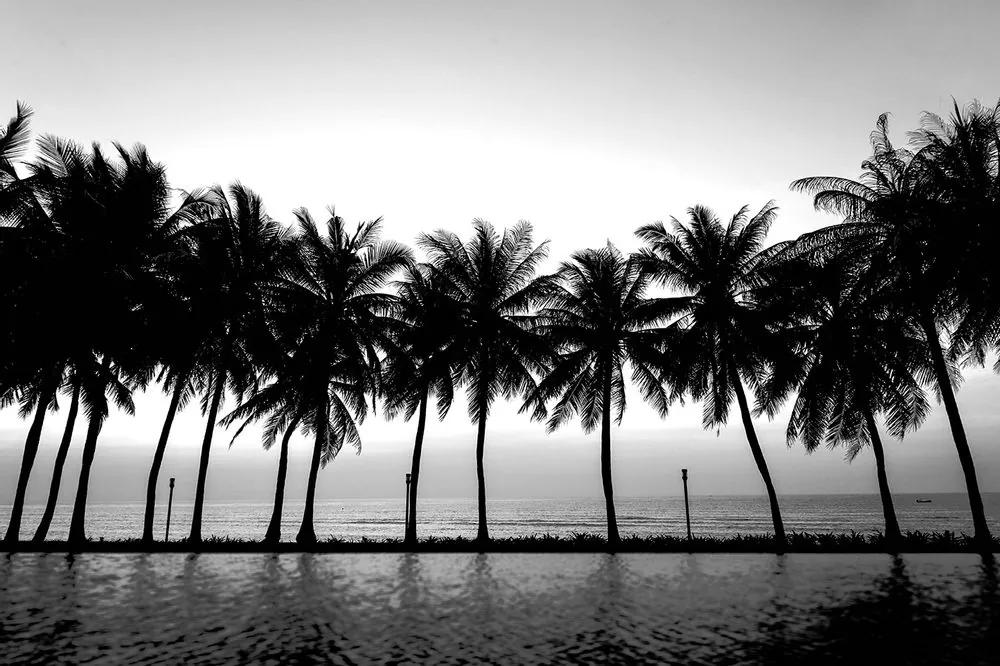 Tapeta černobílé palmy při západu slunce - 450x300 cm