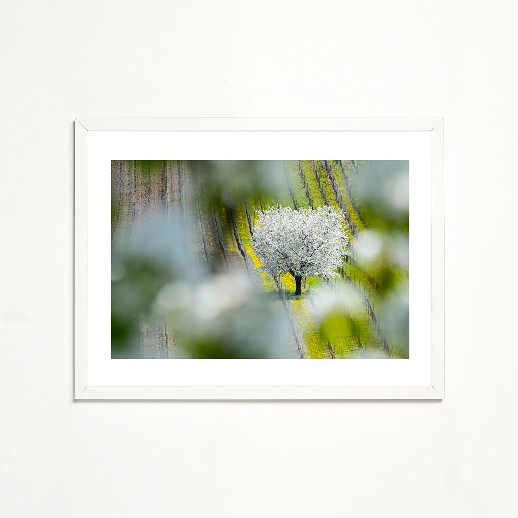 Vojta Herout | Blooming Queen Rám: Dubový, Velikost: 40 x 60 cm