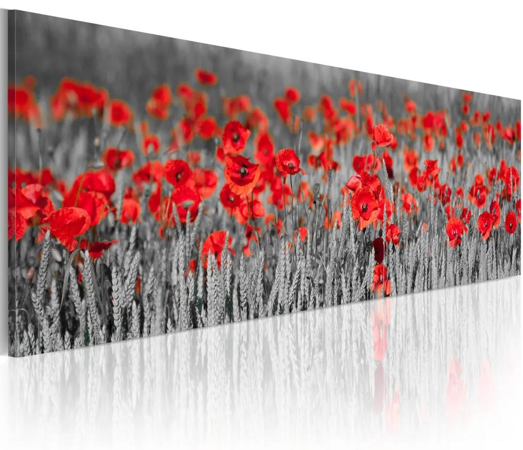 Obraz Maki (1-dílný) - červené květy na pozadí louky v odstínech šedé