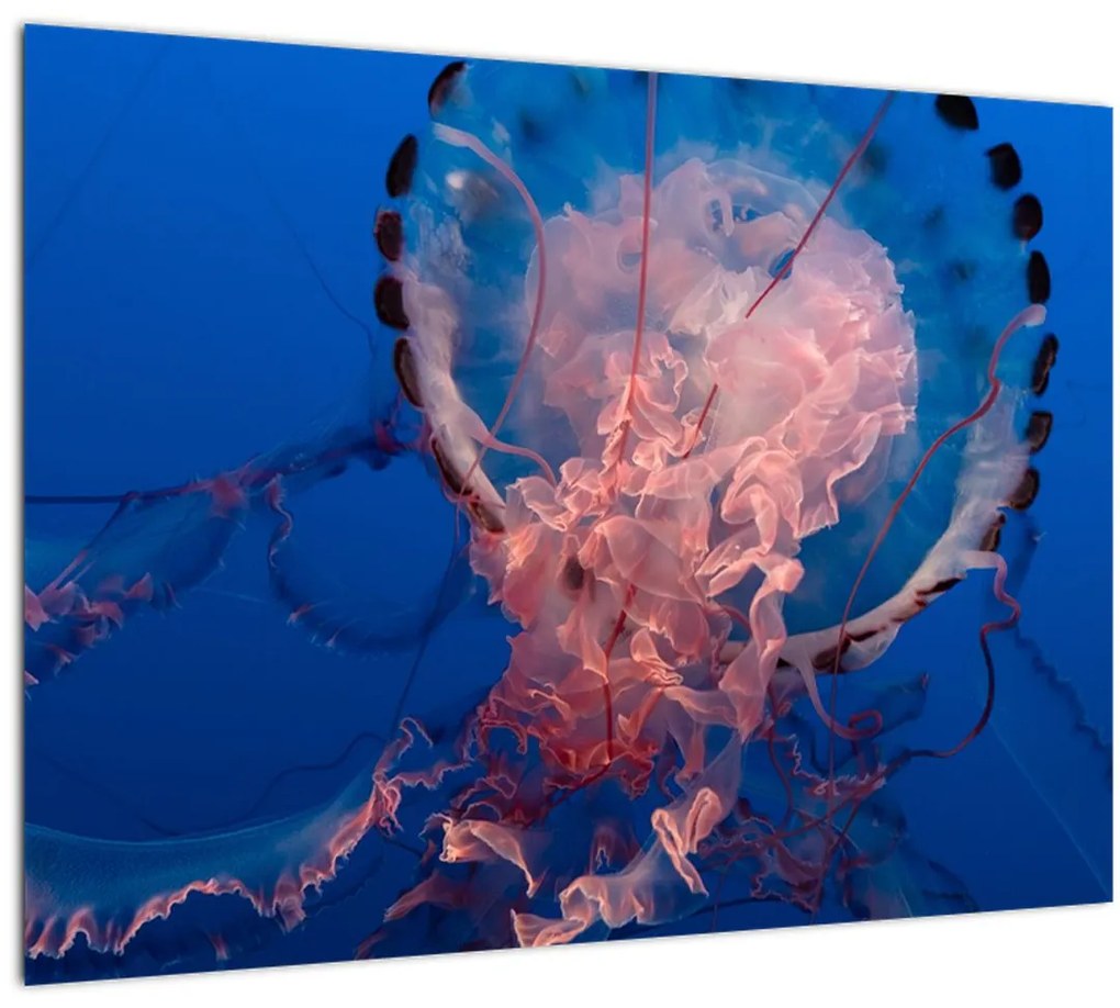 Skleněný obraz medůzy (70x50 cm)