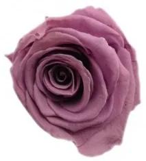 Hlavy růží - princess 16 ks Purple - fialová