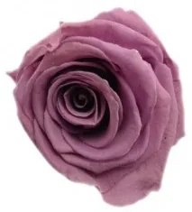 Hlavy růží - princess 16 ks