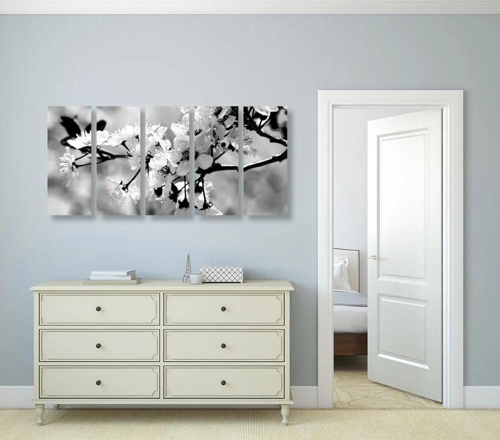 5-dílný obraz třešňový květ v černobílém provedení - 200x100 cm