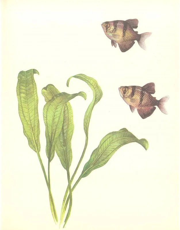 Echinodorus horemani