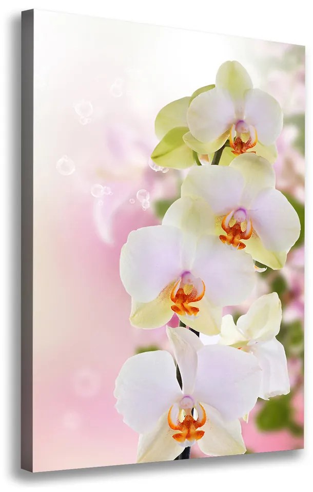 Wallmuralia Foto obraz na plátně Bílá orchidej 70x100 cm