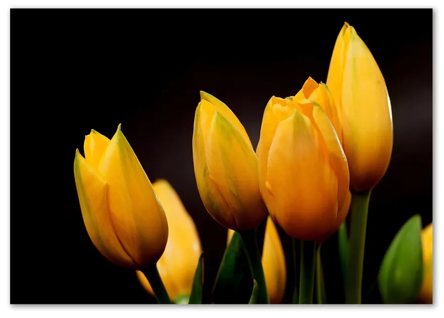 Wallmuralia Foto obraz sklo tvrzené Žluté tulipány 100x70 cm