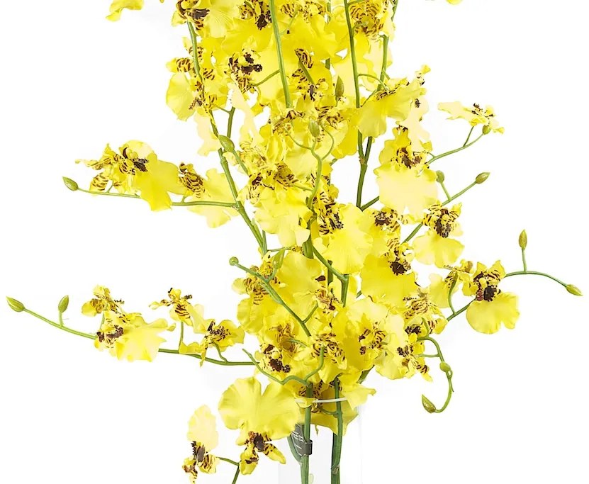 Oncidium orchid