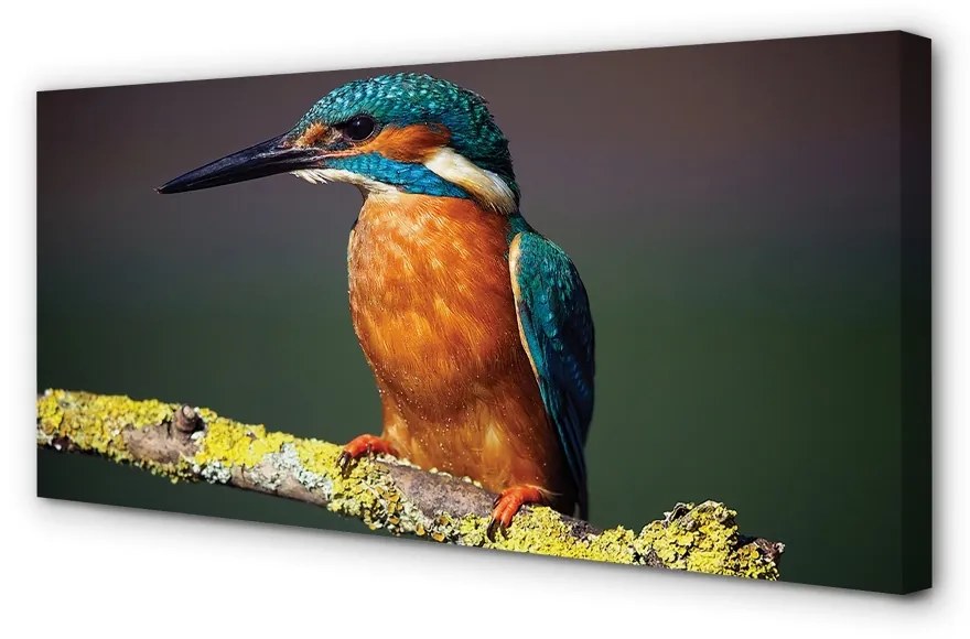 Obrazy na plátně Barevný pták na větvi 140x70 cm