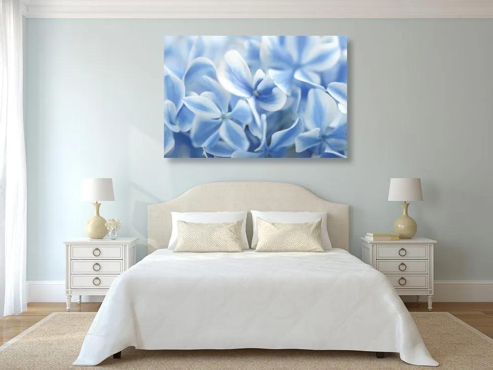 Obraz květiny hortenzie v modrobílém nádechu