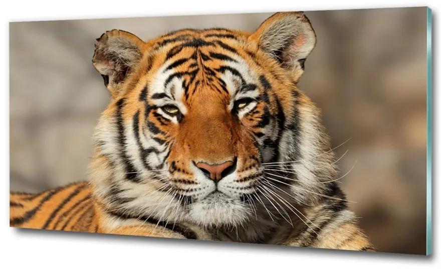 Wallmuralia Foto obraz fotografie na skle Bengálský tygr 100x50