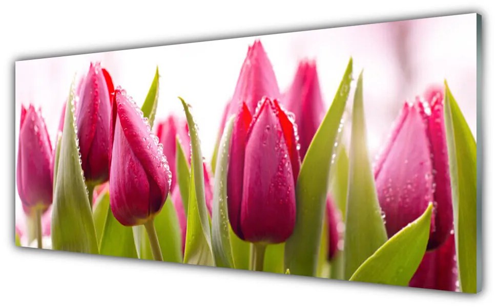 akrylový obraz Tulipány Květiny Rostlina 125x50 cm