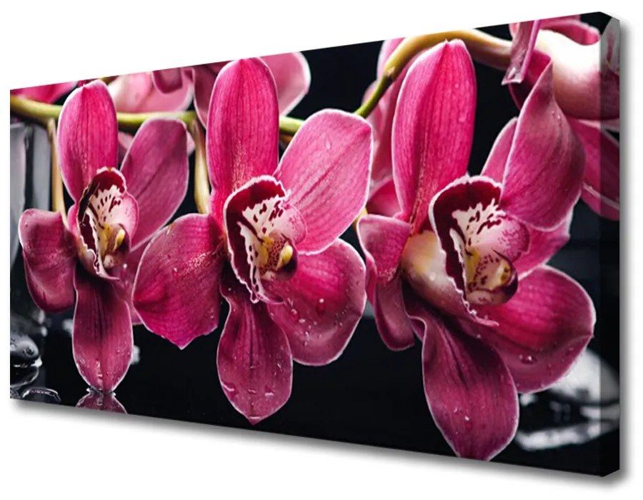 Obraz na plátně Květiny Orchideje  Výhonky Příroda 140x70 cm