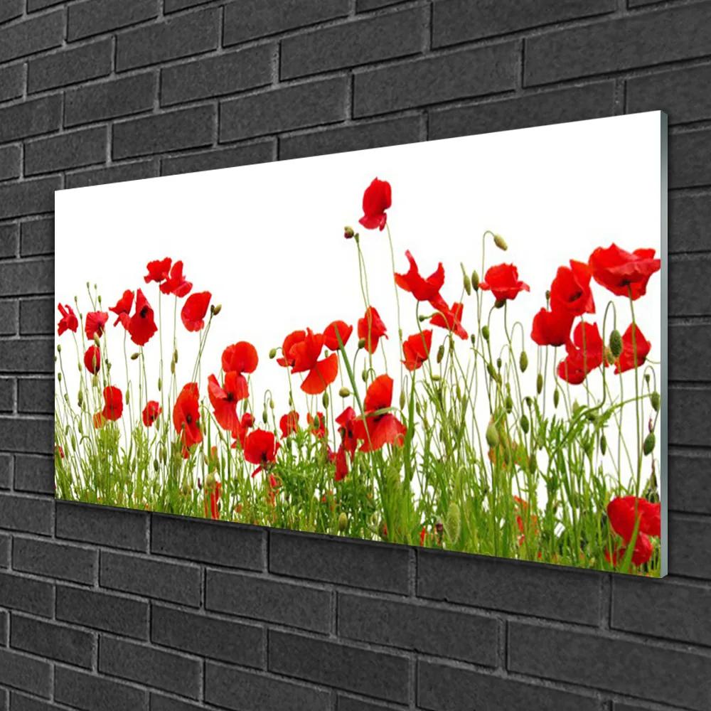 Obraz na skle Louka Máky Květiny Příroda 100x50 cm