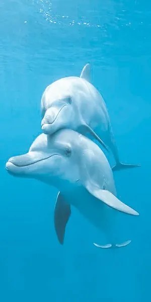 Plážová osuška DOLPHIN modrá