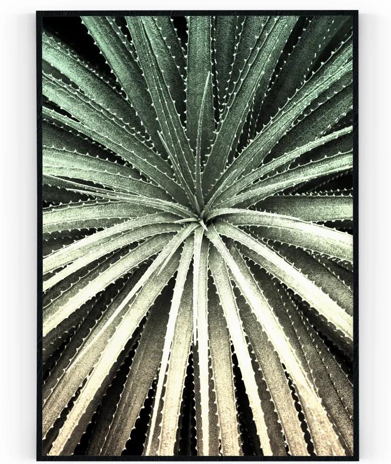 Plakát / Obraz Cactus S okrajem Pololesklý saténový papír 210 g/m² A4 - 21 x 29,7 cm