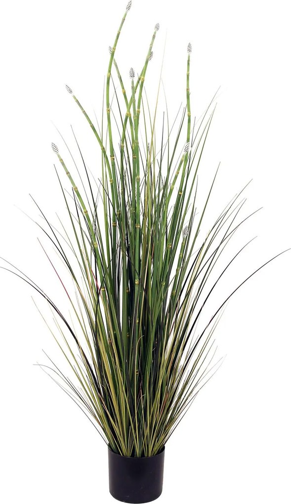 HORSETAIL - Přeslička rolní, 120 cm