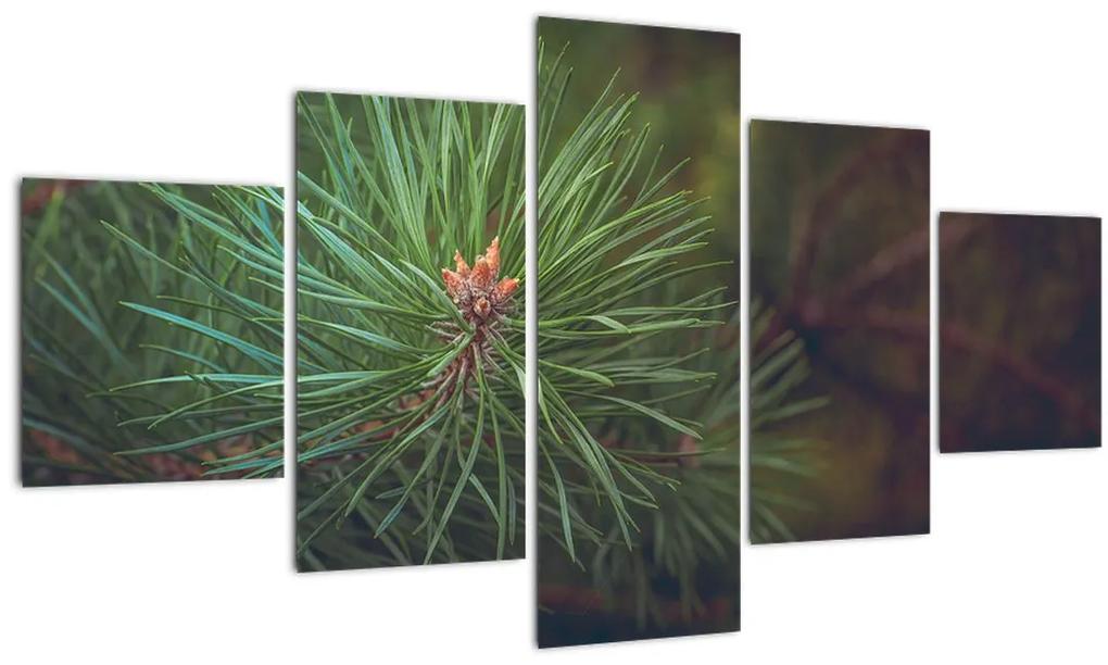 Obraz - Detail borovice (125x70 cm)