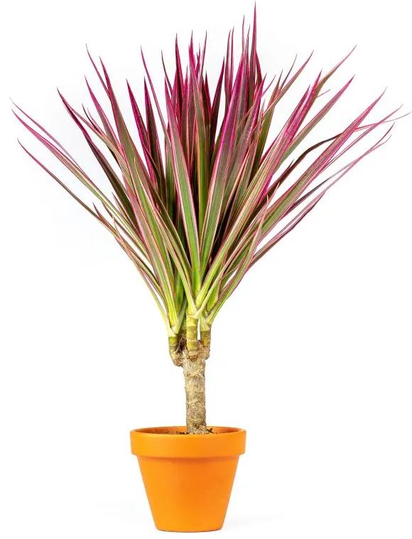 Gardners Pokojová rostlina  Dracaena marginata Bicolor, průměr 6-7 cm