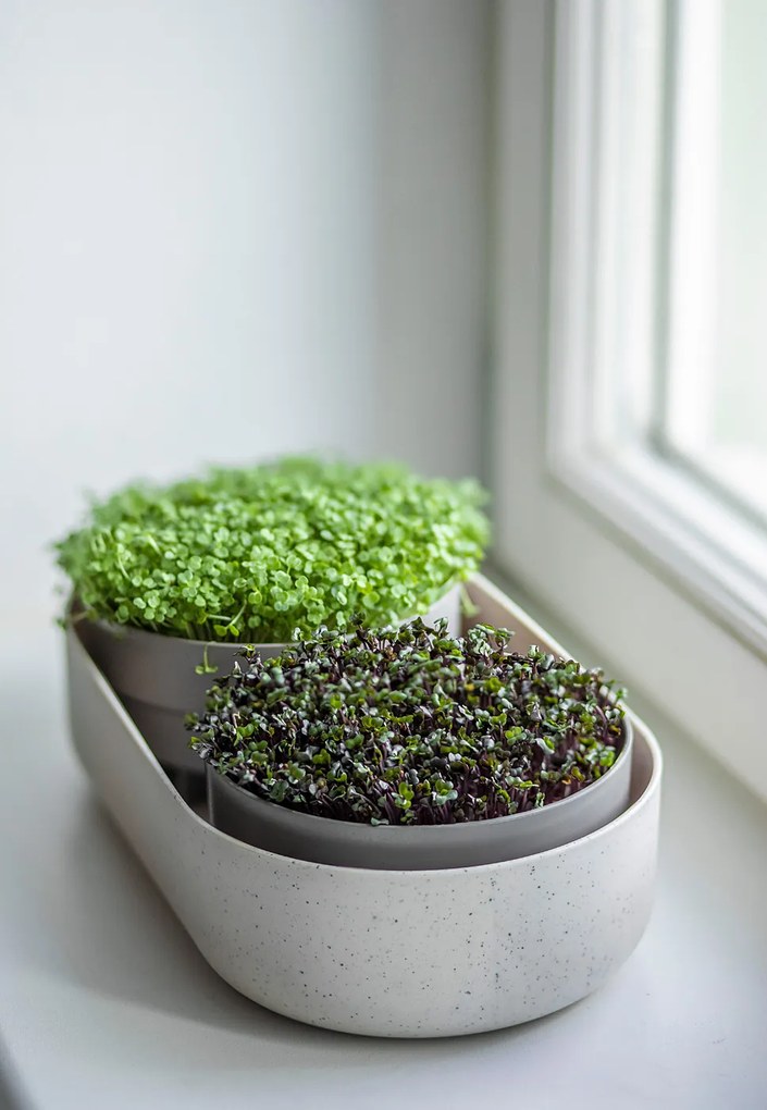 Velká farma - Klíčící miska Microgreens+Regrow, slonová kost s kávovou sedlinou