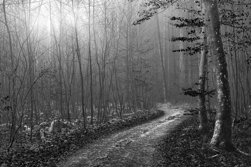 Tapeta cesta do tajemného lesa - 375x250 cm