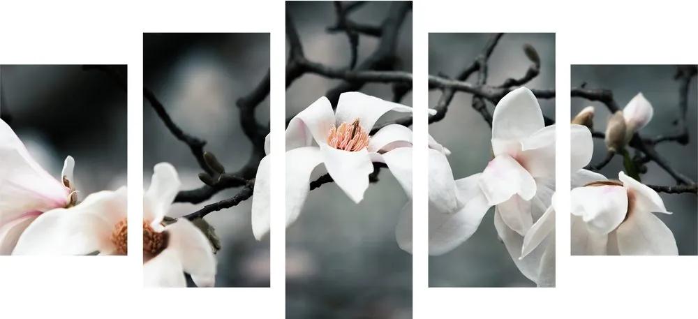 5-dílný obraz probouzející se magnolie Varianta: 100x50