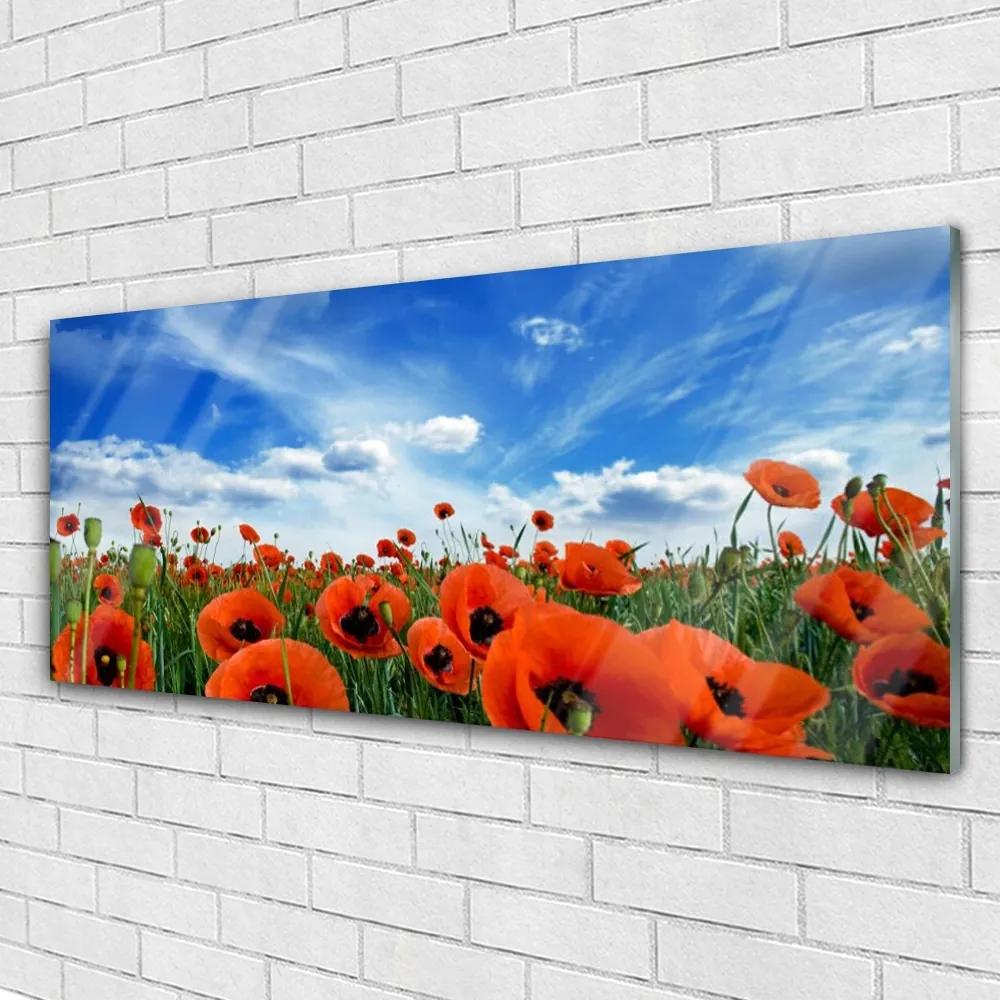 Plexisklo-obraz Louka Máky Květiny 125x50 cm