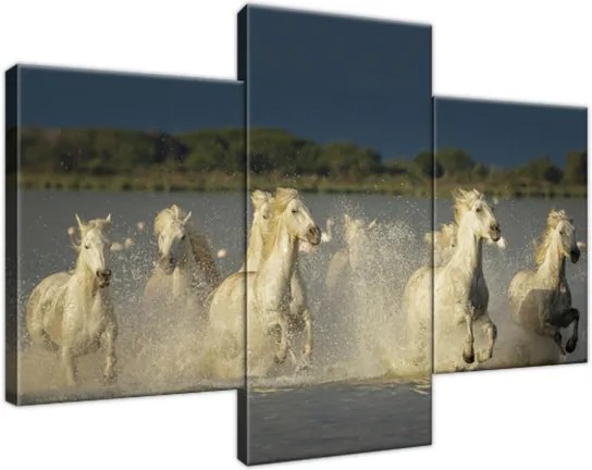 Tištěný obraz Bílé divoké koně 90x60cm 2053A_3B