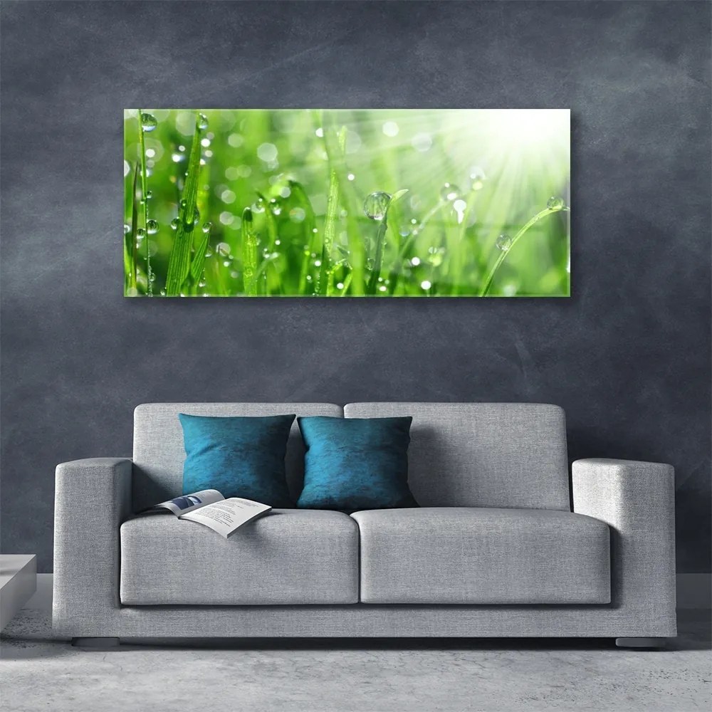 Plexisklo-obraz Příroda Tráva Kapky 125x50 cm