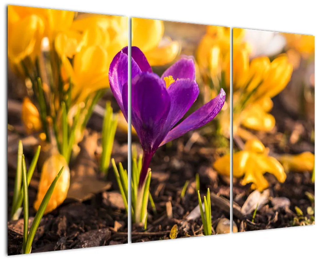 Obraz fialové květiny (120x80 cm), 40 dalších rozměrů
