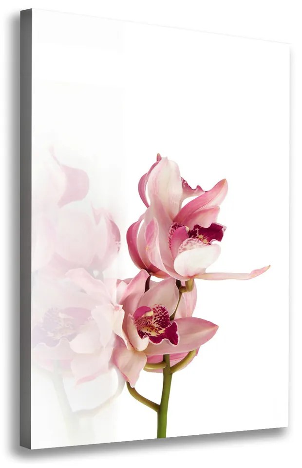 Wallmuralia Foto obraz na plátně Růžová orchidej 70x100 cm