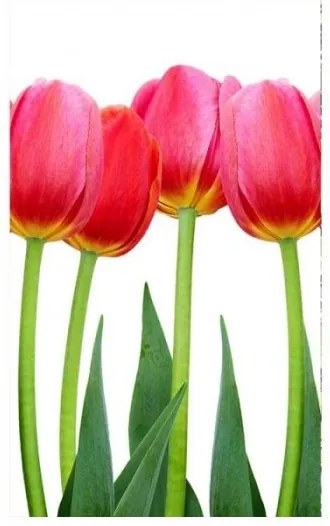 DIMEX | Vliesová fototapeta na zeď Tulipány MS-2-0126  | 150 x 250 cm | zelená, červená, bílá