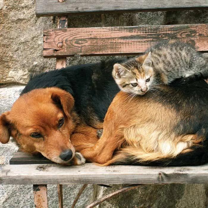 Třídílná vliesová fototapeta Kočka a pes, rozměr 225x250cm, MS-3-0221