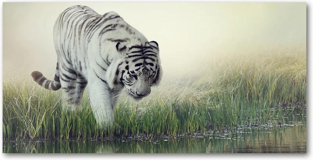 Fotoobraz na skle Bílý tygr