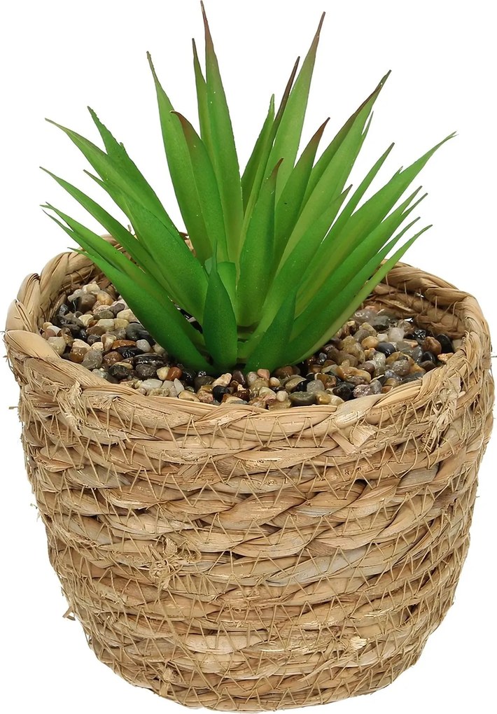 Dekorace Aloe 20 cm