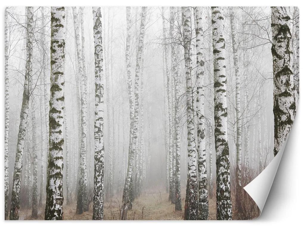 Gario Fototapeta Březový les v mlze Materiál: Vliesová, Rozměry: 200 x 140 cm
