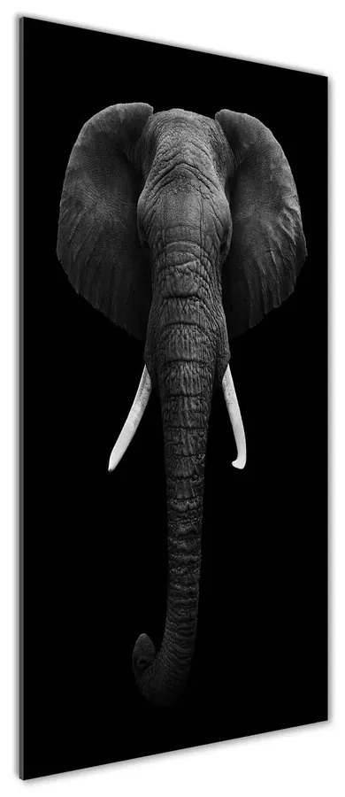 Wallmuralia Fotoobraz na skle Africký slon 50x125 cm