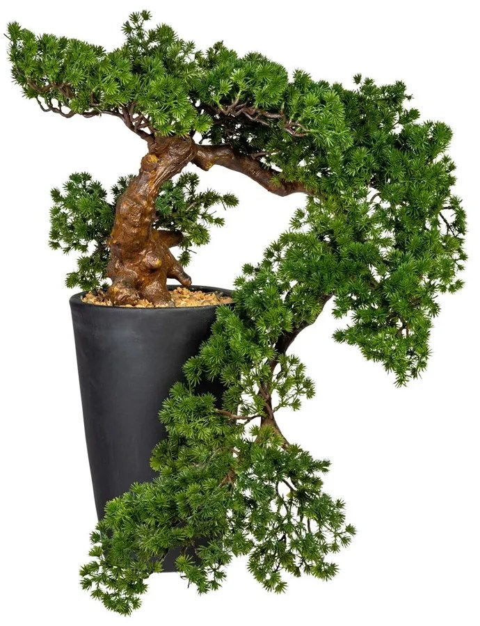 Gasper Bonsai Larch Han-Kengai 70 cm (vč.květináče)