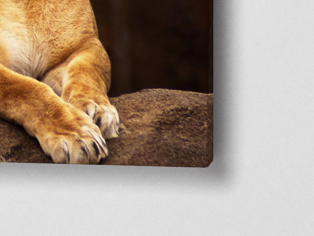 Liox Obraz lvice se lvíčetem Rozměr: 60 x 40 cm