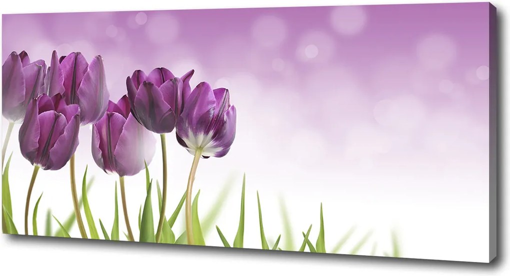 Foto obraz na plátně Fialové tulipány