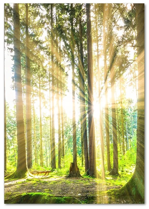 Wallmuralia Foto obraz akryl do obýváku Slunce v lese 70x100 cm