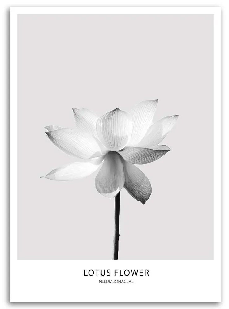 Gario Obraz na plátně Bílý lotosový květ Rozměry: 40 x 60 cm