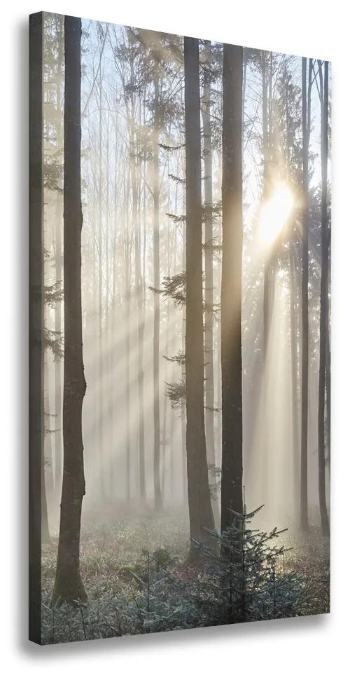 Wallmuralia Vertikální Foto obraz canvas Mlha v lese 50x100