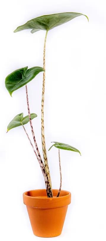 Pokojová rostlina Alocasia Zebrina, průměr 7 cm