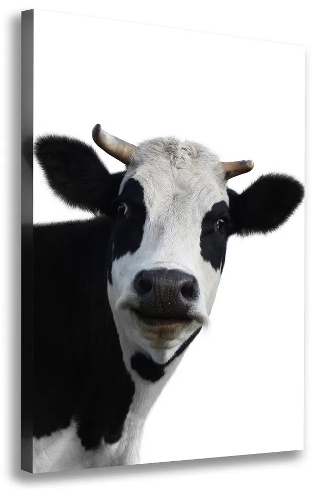 Wallmuralia Foto obraz canvas Flekatá kráva 70x100 cm