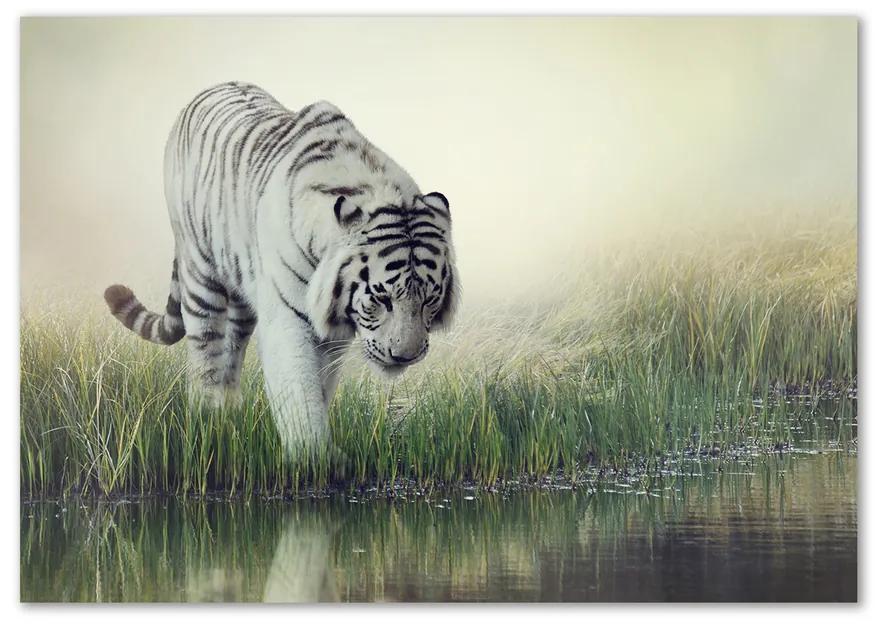 Wallmuralia Foto obraz akrylové sklo Bílý tygr 100x70