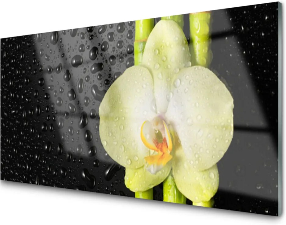 Plexisklo obraz Bambus Květ Orchidej